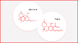 Is THCA Real Weed? THCA vs Delta 9 Potency & Effects